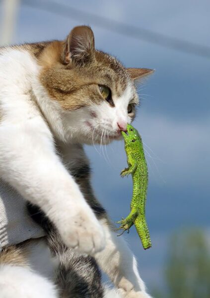 16 Cats Who Immediately Regretted Their Decisions In These Hilarious Fails