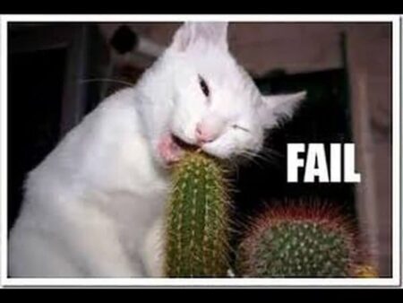 16 Cats Who Immediately Regretted Their Decisions In These Hilarious Fails