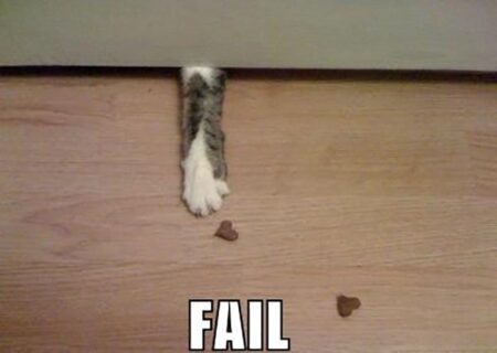 16 Cats Who Immediately Regretted Their Decisions In These Hilarious Fails