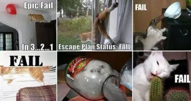 16 Cats Who Immediately Regretted Their Decisions In These Hilarious Fails