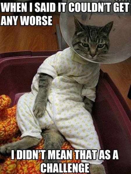 15 Hilarious Memes That Cat Lovers Everywhere Will Appreciate