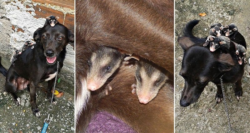 This Dog Has Adopted Baby Opossums And Now Takes Them For Piggy Back Rides