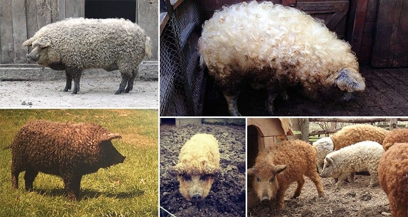 15 Images Of The Fuzziest Pigs You've Ever Seen