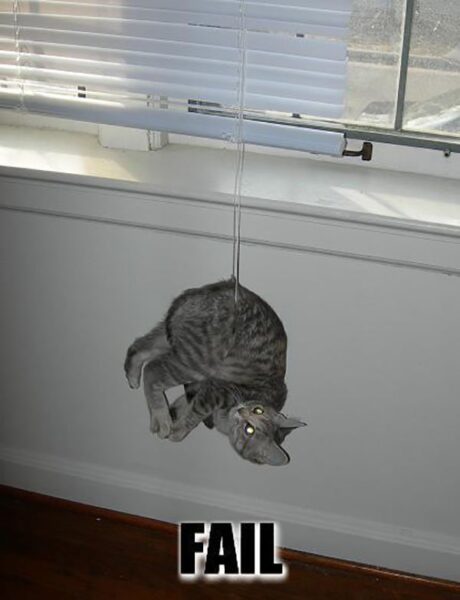 16 Cats Who Immediately Regretted Their Decisions In These Hilarious Fails
