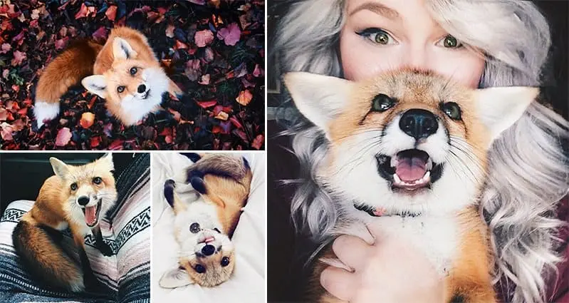 Meet 'Juniper' The Cutest Pet Fox In The World