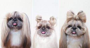 'Kuma' The Adorable Pup Has A New Hairstyle Every Day And Instagram ...
