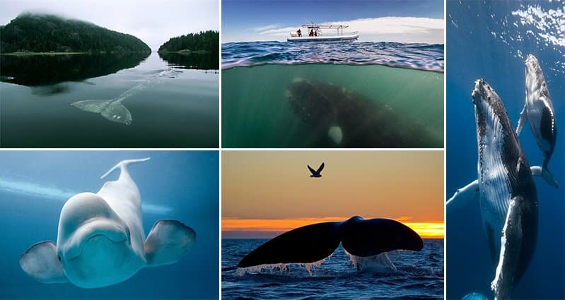 15 Magnificent Images Showing The Pure Beauty Of Whales