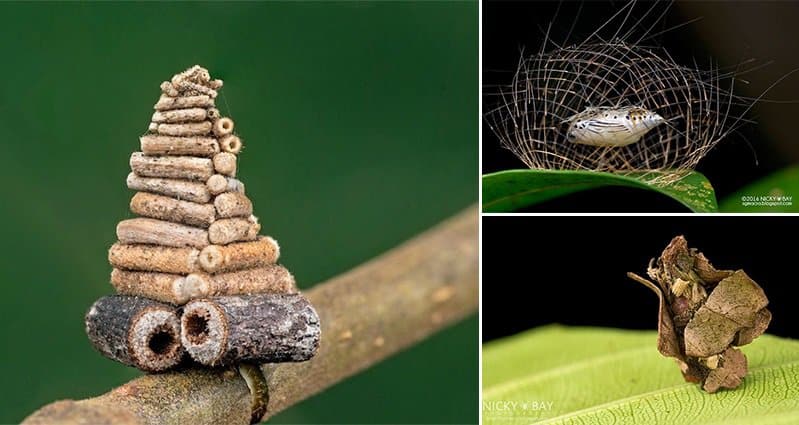7 Mysterious Tiny Structures Created By Insects