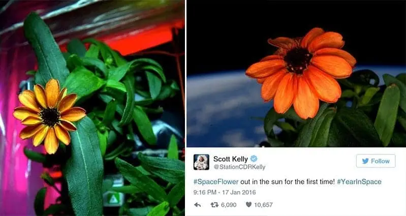 NASA Space Horticulturist Scott Kelly Grows First Ever Flower In Space