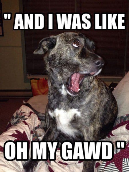 14 Hilarious And Adorable Dog Memes Guaranteed To Put You In A Good ...