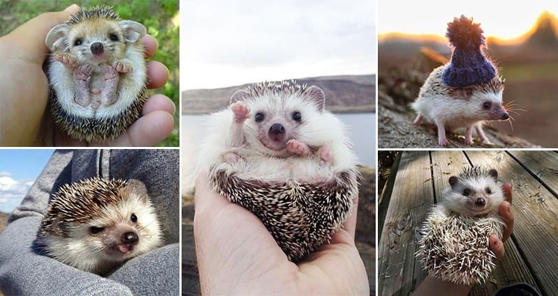 15 Adorable Images To Remind You That Hedgehogs Are Extremely Cute
