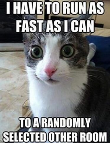 15 Hilarious Memes That Cat Lovers Everywhere Will Appreciate