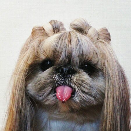 'Kuma' The Adorable Pup Has A New Hairstyle Every Day And Instagram ...