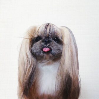 'Kuma' The Adorable Pup Has A New Hairstyle Every Day And Instagram ...