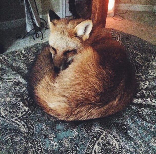 Meet 'Juniper' The Cutest Pet Fox In The World