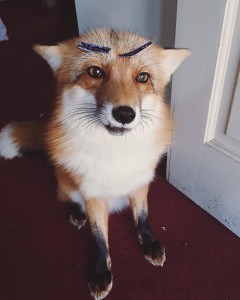 Meet 'Juniper' The Cutest Pet Fox In The World