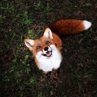 Meet 'Juniper' The Cutest Pet Fox In The World