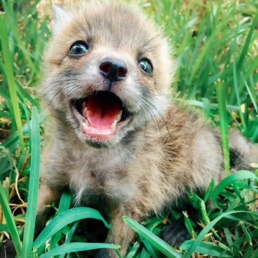 Meet 'Juniper' The Cutest Pet Fox In The World
