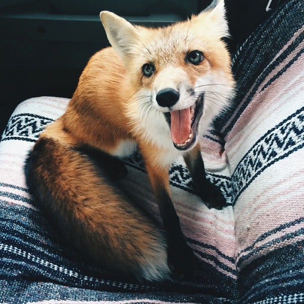 Meet 'Juniper' The Cutest Pet Fox In The World