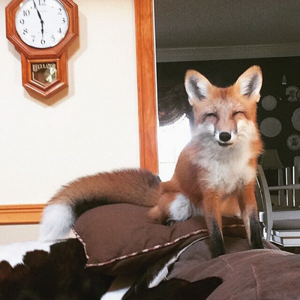 Meet 'Juniper' The Cutest Pet Fox In The World