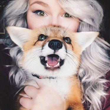 Meet 'Juniper' The Cutest Pet Fox In The World