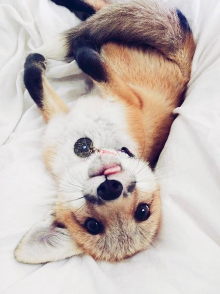 Meet 'Juniper' The Cutest Pet Fox In The World