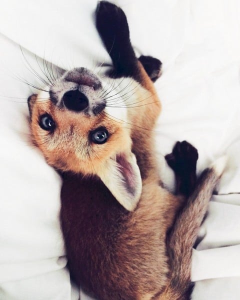 Meet 'Juniper' The Cutest Pet Fox In The World