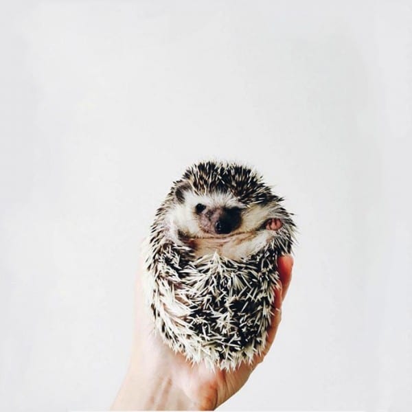 These Adorable Images Of Super-Cute Pet Hedgehogs Will Melt Your Heart
