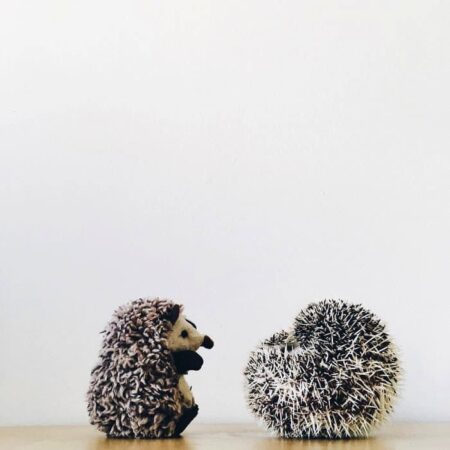These Adorable Images Of Super-Cute Pet Hedgehogs Will Melt Your Heart