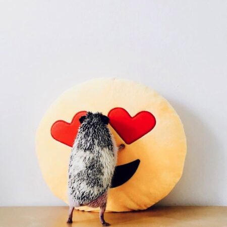 These Adorable Images Of Super-Cute Pet Hedgehogs Will Melt Your Heart