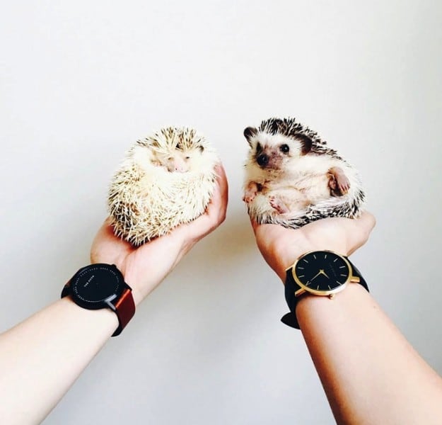 These Adorable Images Of Super-Cute Pet Hedgehogs Will Melt Your Heart