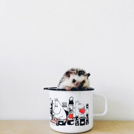 These Adorable Images Of Super-Cute Pet Hedgehogs Will Melt Your Heart
