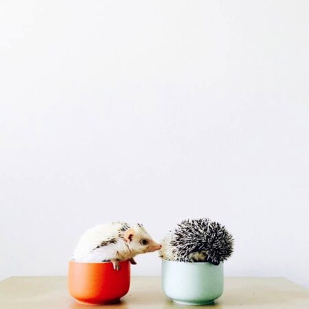 These Adorable Images Of Super-Cute Pet Hedgehogs Will Melt Your Heart
