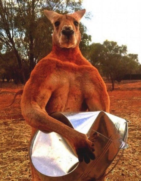 Meet Roger The Awesome Kangaroo That Looks Like A Body Builder