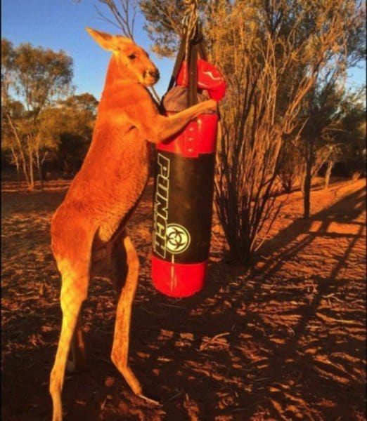 Meet Roger The Awesome Kangaroo That Looks Like A Body Builder