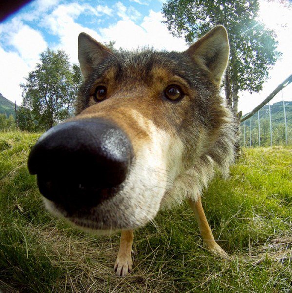13 Adorable Nosy Dogs That You'll Want In Your Business