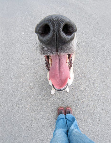 13 Adorable Nosy Dogs That You'll Want In Your Business