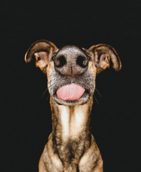 13 Adorable Nosy Dogs That You'll Want In Your Business