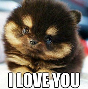 13 Adorable Images Of Puppies That Will Improve Your Mood - Part 2