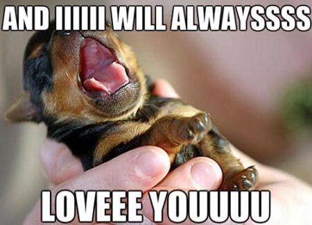 13 Adorable Images Of Puppies That Will Improve Your Mood - Part 2