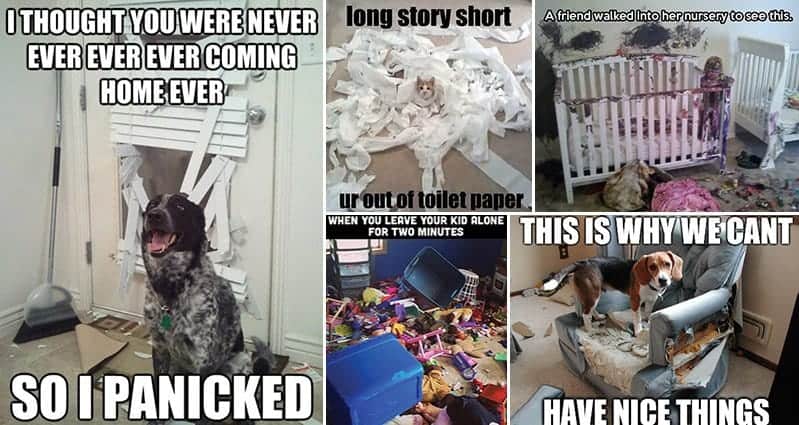 14 Hilarious Mess-Filled Images Caused By Mischievous Kids And Animals ...