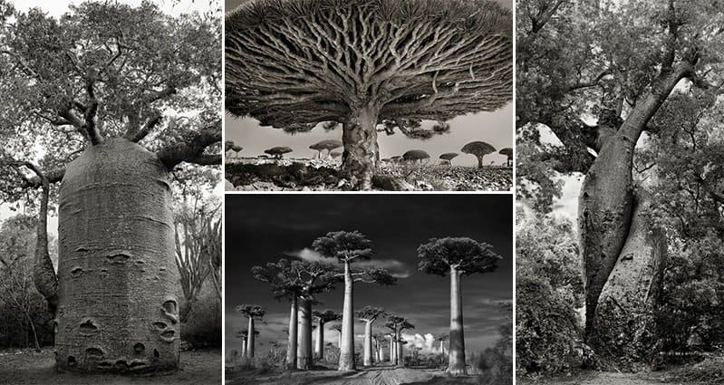10 Breathtaking Photos Of Some Of The World's Oldest Trees