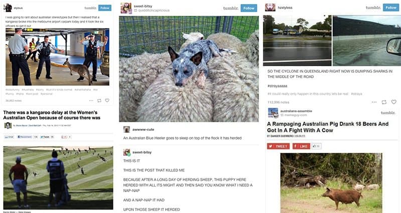 12 Reasons Why Australian Wildlife Is Awesome