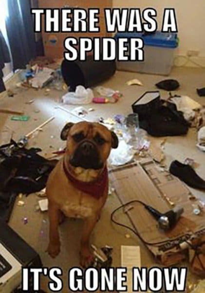 14 Hilarious Mess-Filled Images Caused By Mischievous Kids And Animals ...