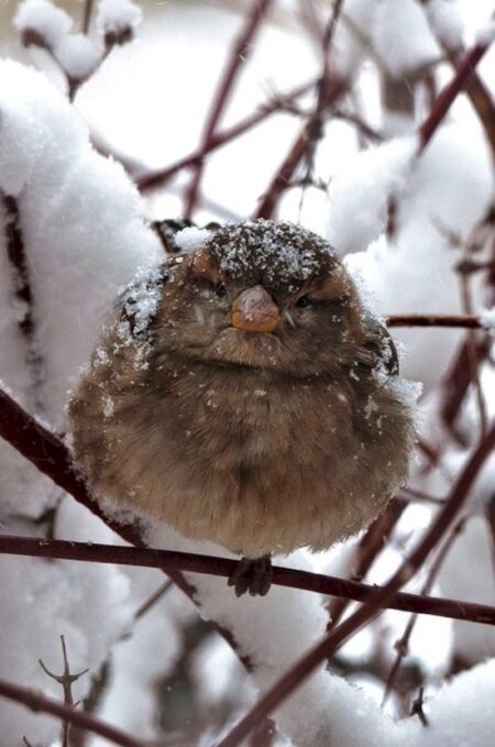 14 Images Of Snowy Animals In Winter That Will Delight You