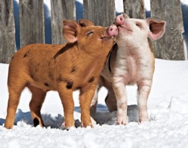 12 Adorable Pictures Of Animals That Are In Love