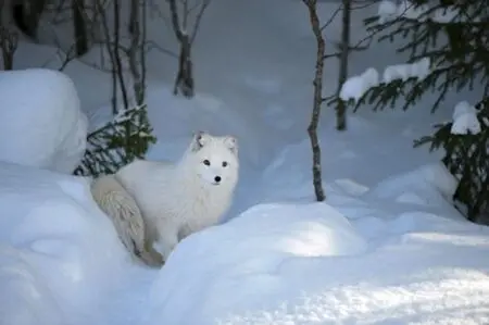 14 Images Of Snowy Animals In Winter That Will Delight You