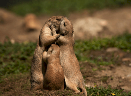 12 Adorable Pictures Of Animals That Are In Love