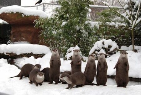 14 Images Of Snowy Animals In Winter That Will Delight You