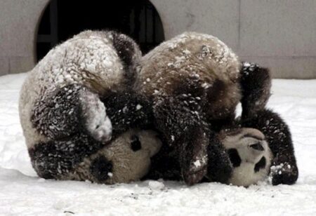 14 Images Of Snowy Animals In Winter That Will Delight You